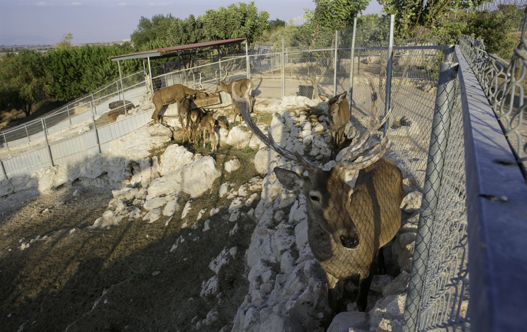 Κουγιάλης: Το Melios Zoo θα κλείσει - Τι λέει ο Μέλιος | Philenews