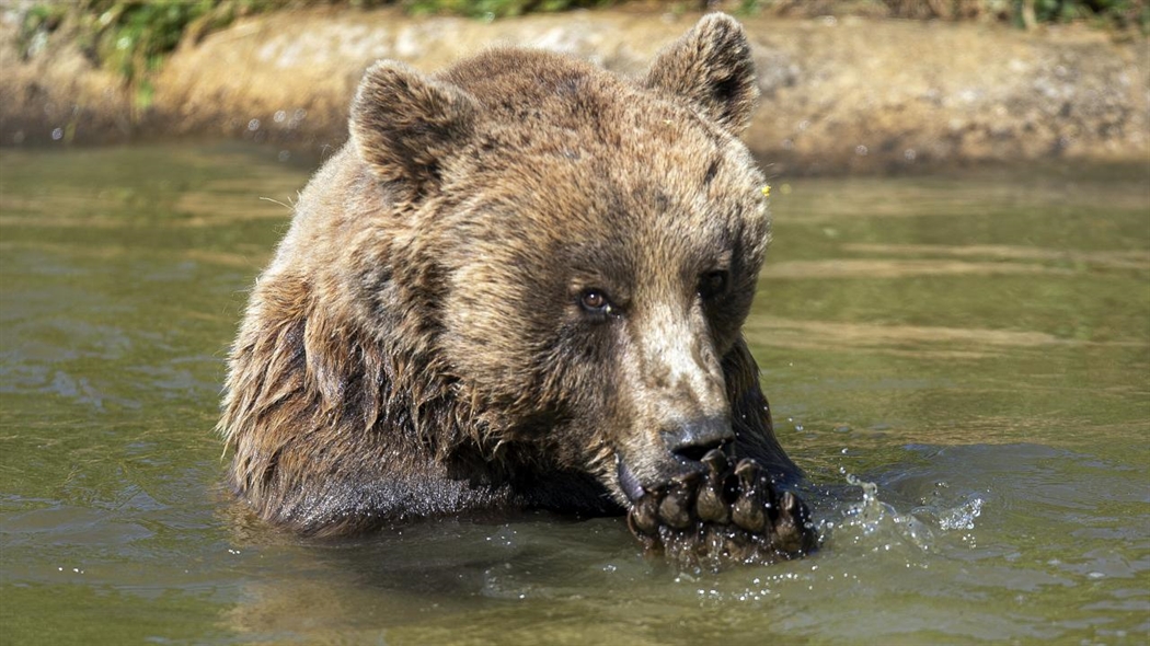 Βάζουν Rock 'n Roll για να προστατευτούν από τις αρκούδες | Philenews