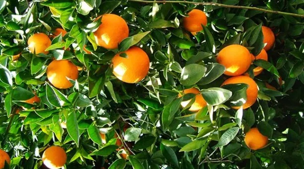 Αρτεσιανός οχετός και Πορτοκαλιά του Μόρφου | Philenews