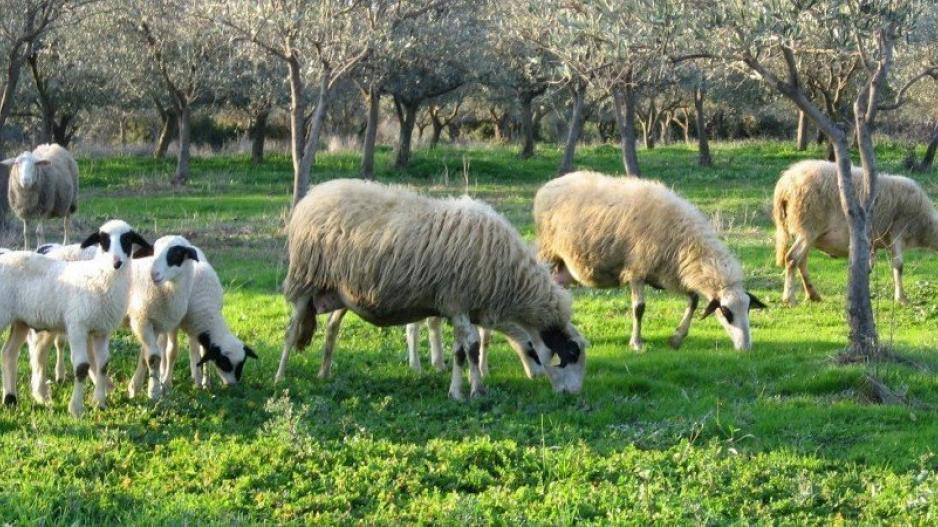 Γεωργία και κτηνοτροφία υπό δοκιμασία | Philenews