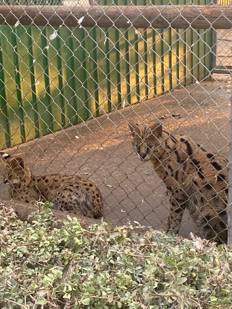 Λουκέτο σε όλους τους ζωολογικούς κήπους ζητούν οι Οικολόγοι (εικόνες ...