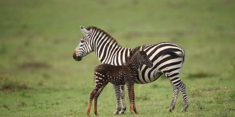 Σπάνιο θέαμα: Νεαρή ζέβρα αντί για γραμμές έχει... βούλες (εικόνες ...