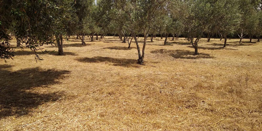 Έργο για αντιμετώπιση της ερημοποίησης της γεωργικής γης | Philenews