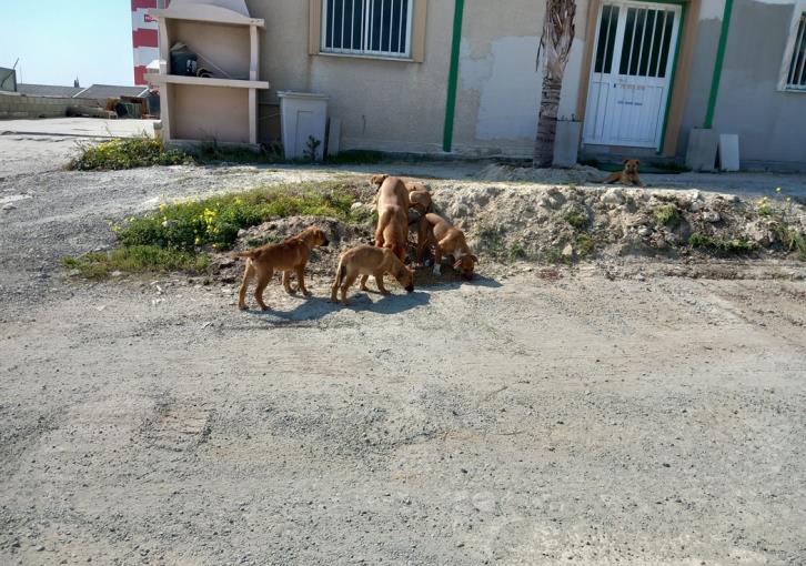 Σύσκεψη για αδέσποτους σκύλους στο πάρκο Πεδιαίου | Philenews