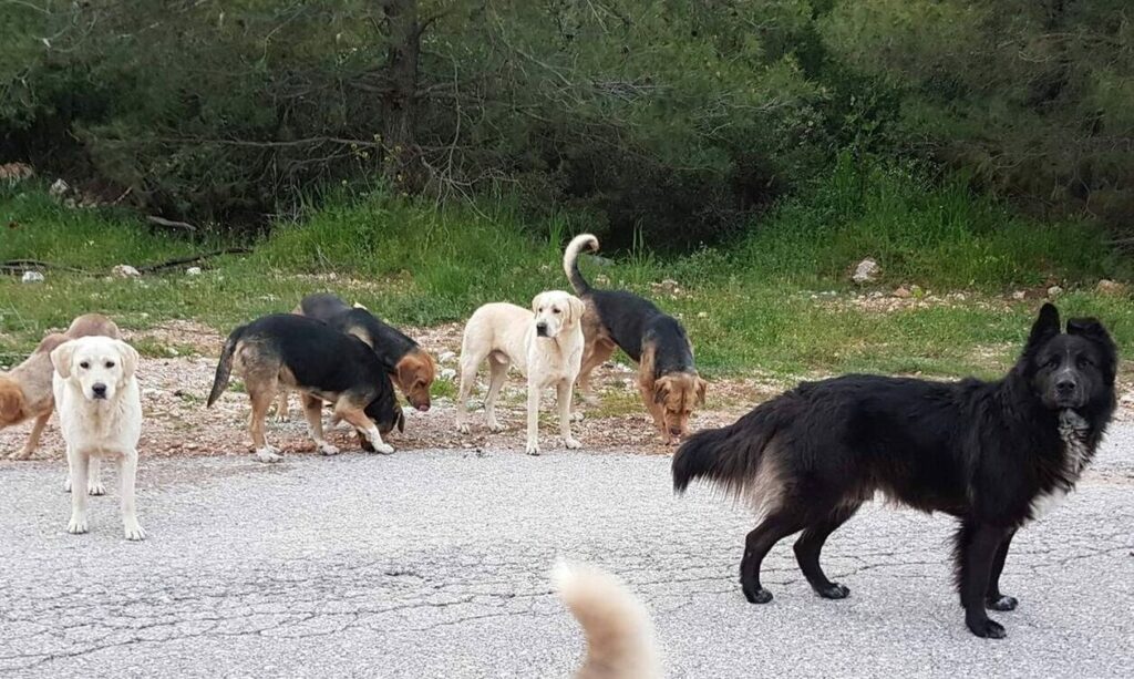 Κτηνοτρόφοι Πάφου: Αδέσποτοι σκύλοι κατασπαράζουν τα ζώα μας