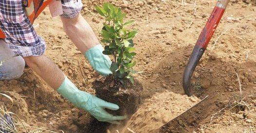 You Reforest Cyprus: Πράσινη Ασπίδα και Παλώδια ενώνουν δυνάμεις ...