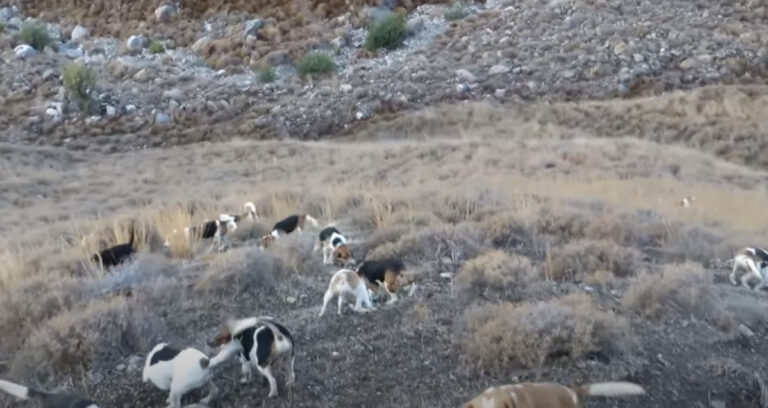 Ανεξέλεγκτη εκπαίδευση κυνηγετικών σκύλων - Προβληματισμοί και ...