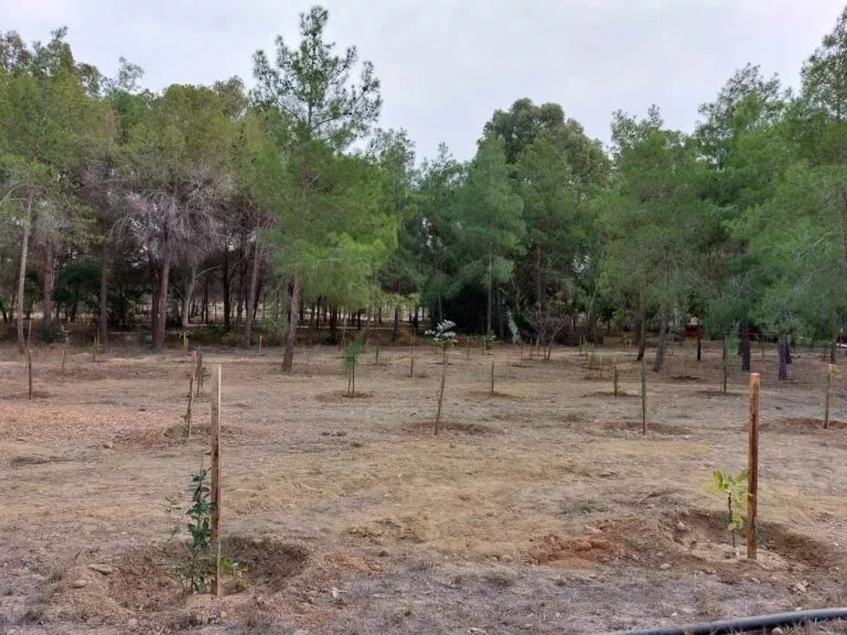 Πυρκαγιά στο πάρκο Ακαδημίας έθεσε σε κινητοποίηση το Τμήμα Δασών ...