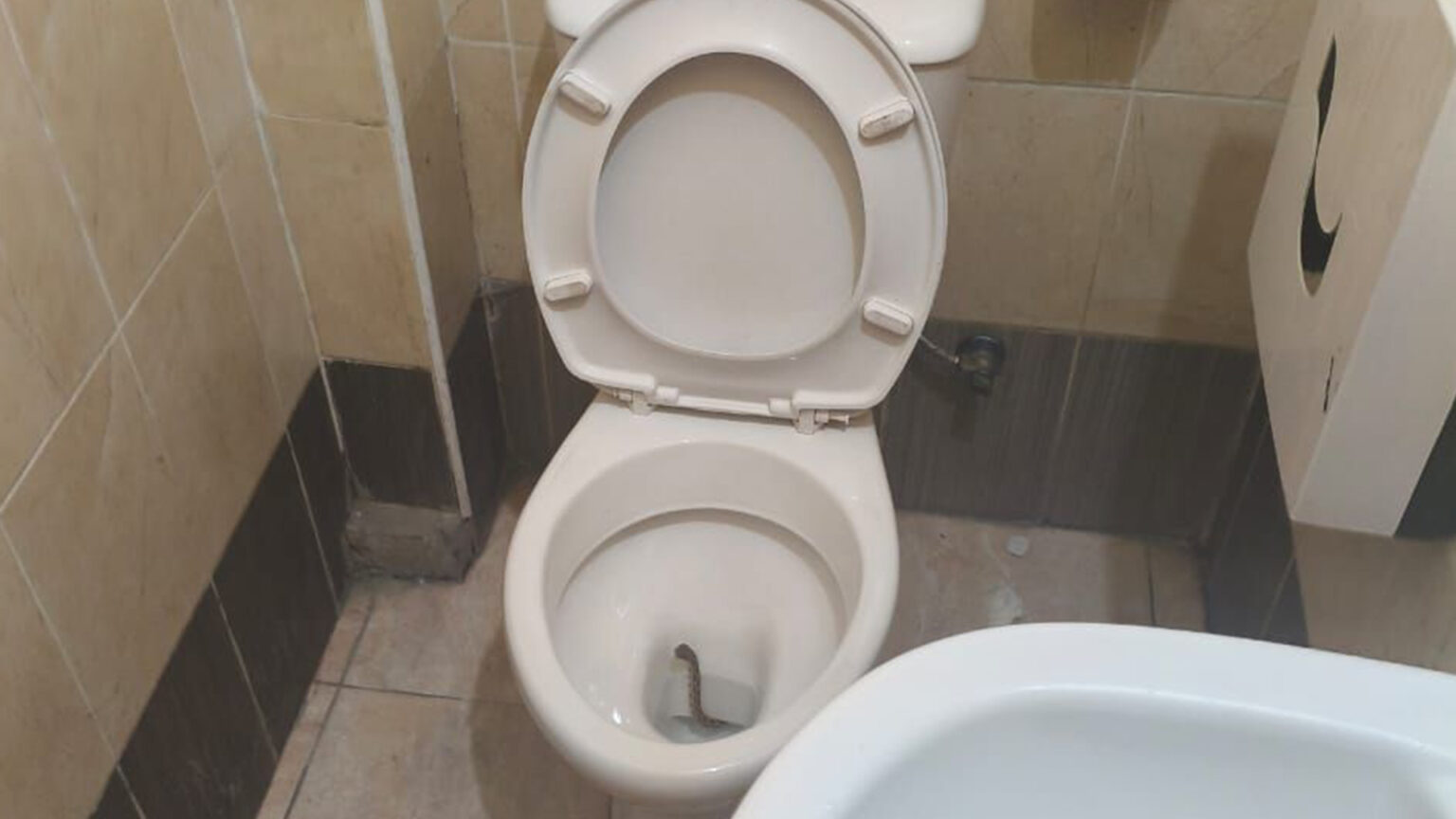 Βρήκαν φίδι μέσα σε λεκάνη τουαλέτας στην Κύπρο - Δείτε εικόνα | Philenews